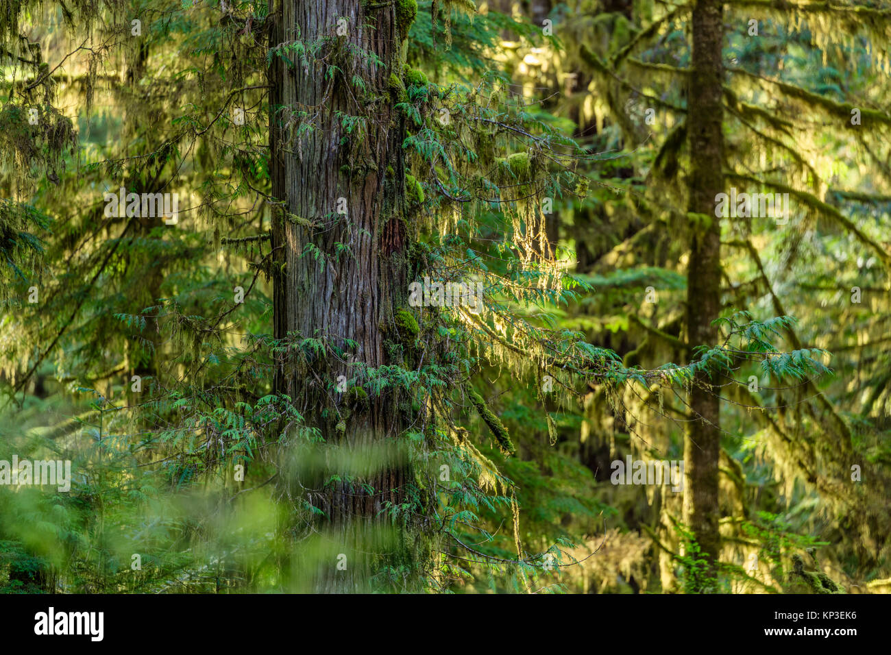 Coastal forest in Pacific Rim National Park, Canada Stock Photo - Alamy