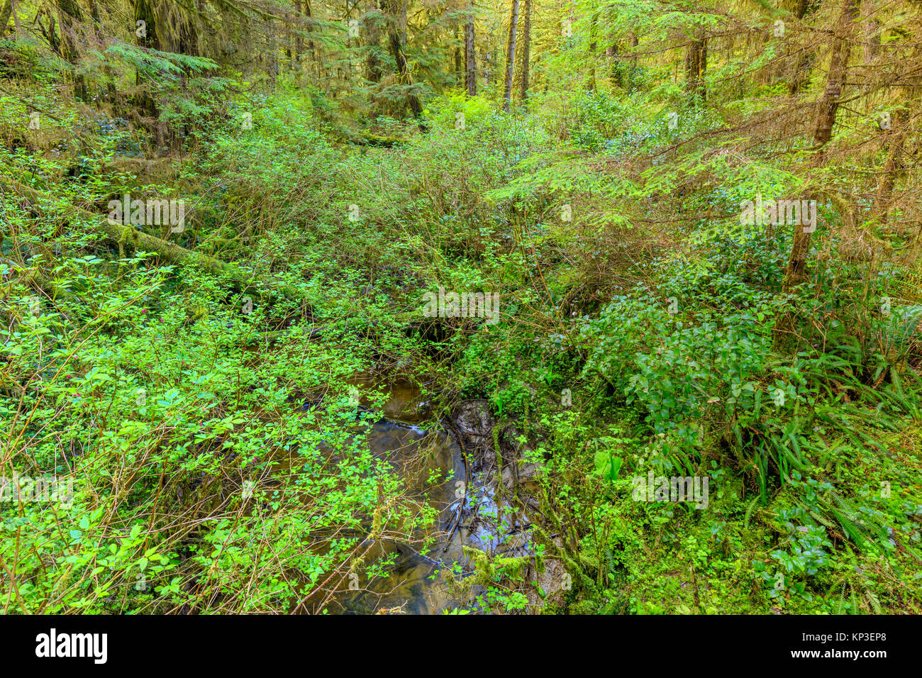 Coastal forest in Pacific Rim National Park, Canada Stock Photo - Alamy