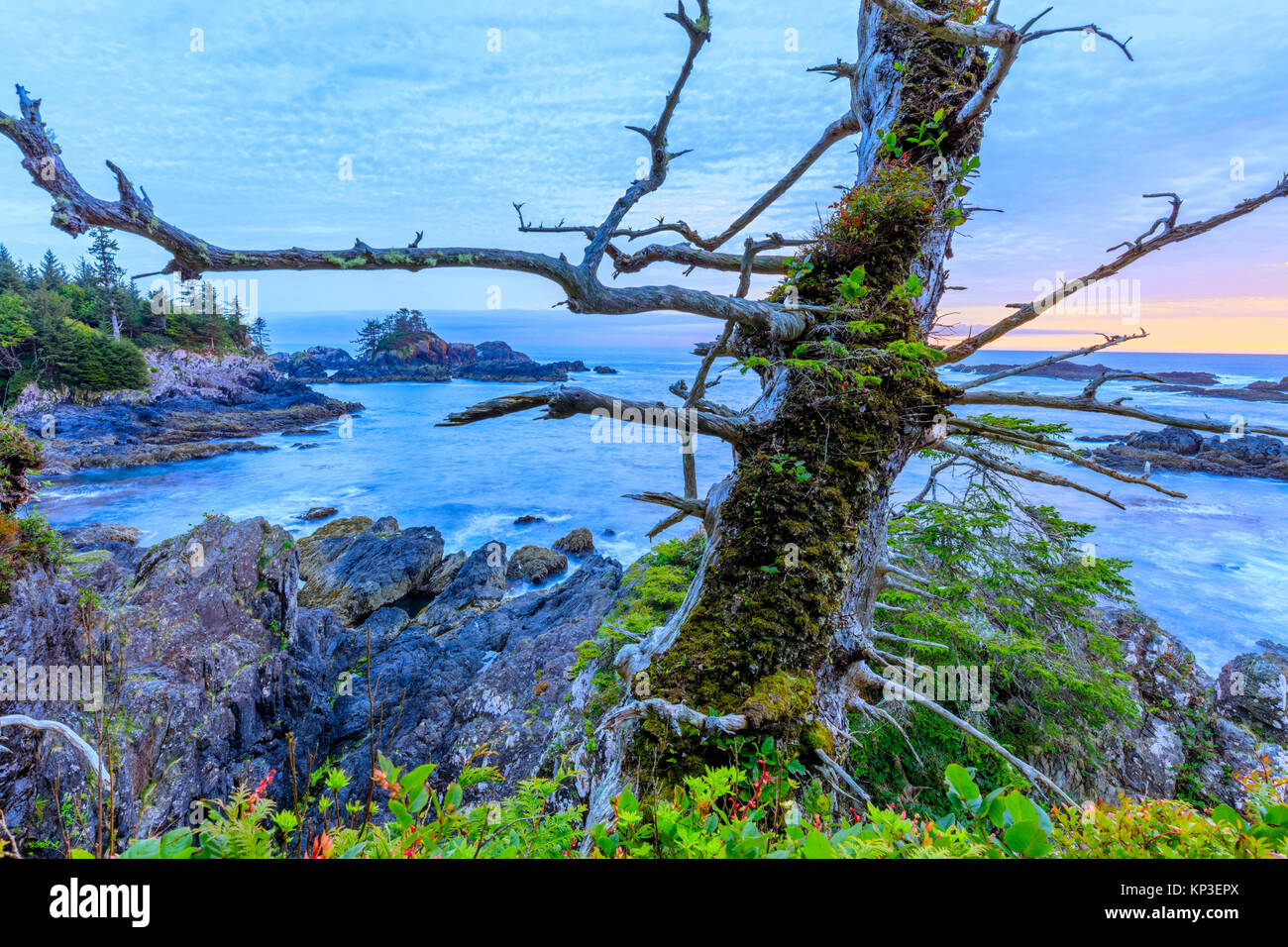 Coastal forest in Pacific Rim National Park, Canada Stock Photo - Alamy