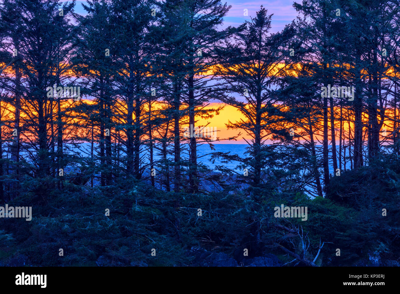 Coastal forest in Pacific Rim National Park, Canada Stock Photo - Alamy