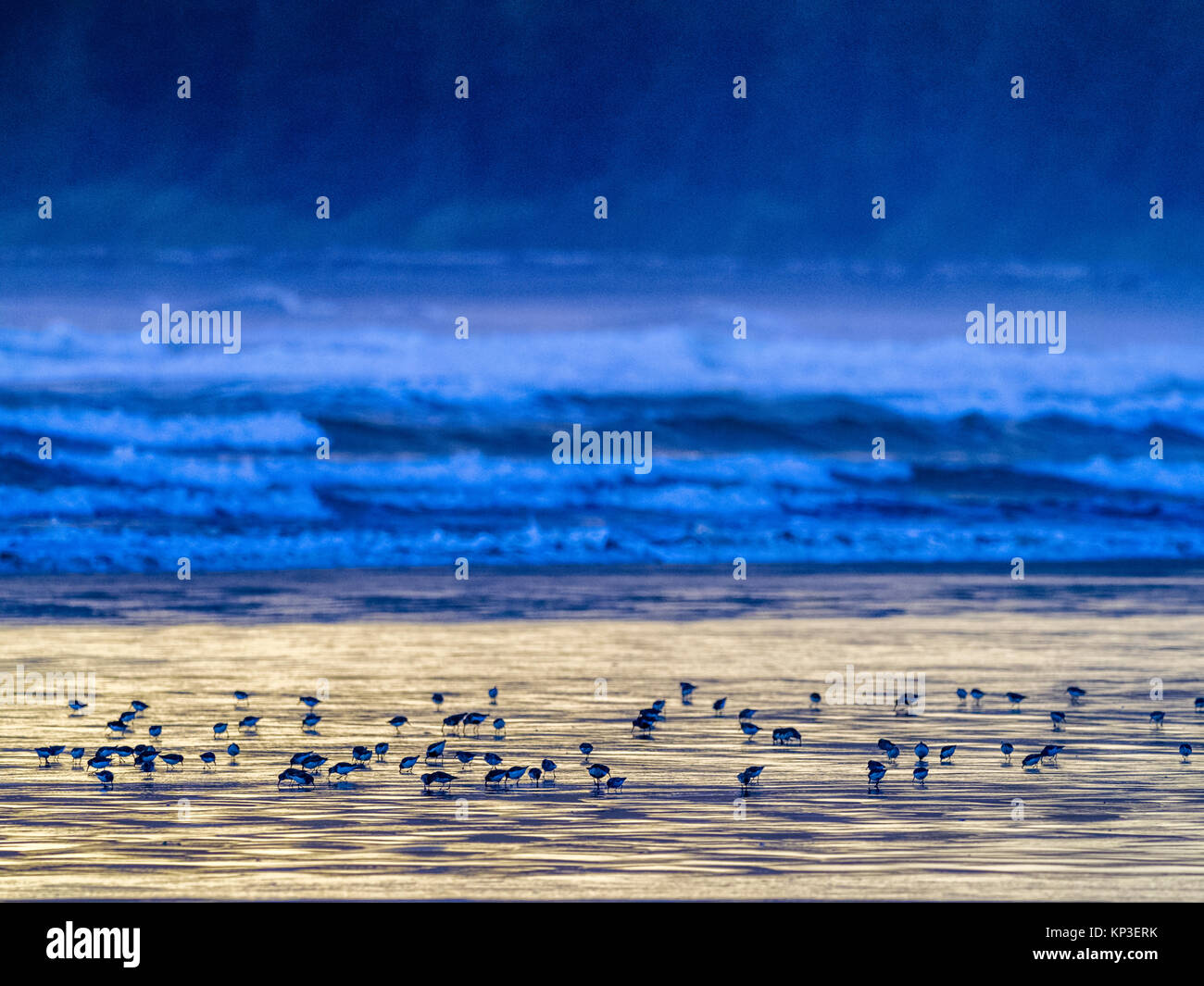 Shore birds along Pacific Rim National Park, Canada Stock Photo - Alamy