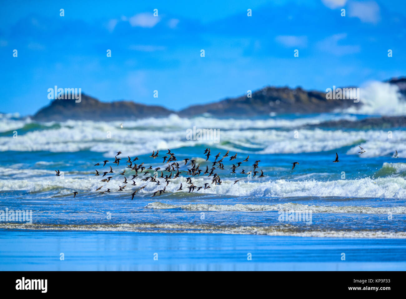 Shore birds along Pacific Rim National Park, Canada Stock Photo - Alamy