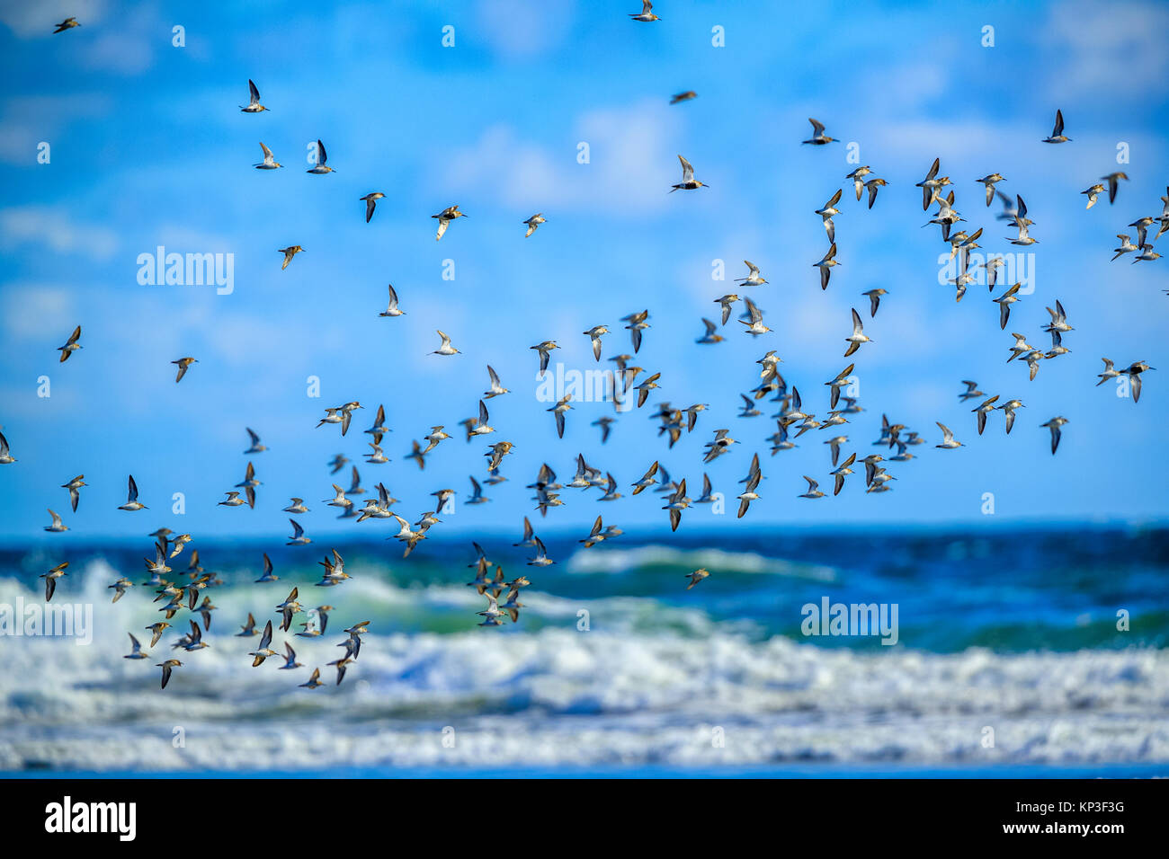 Shore birds along Pacific Rim National Park, Canada Stock Photo - Alamy