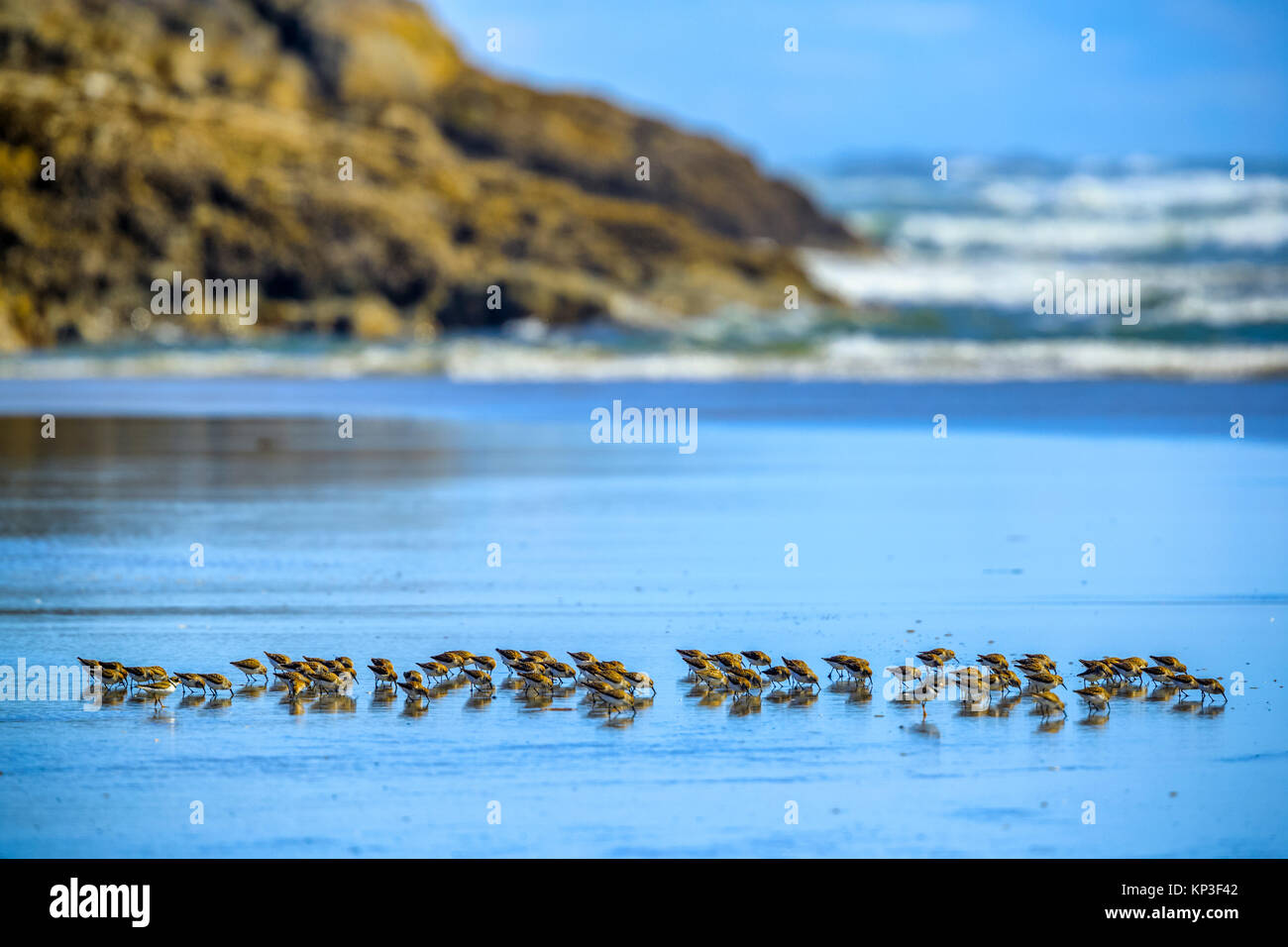 Shore birds along Pacific Rim National Park, Canada Stock Photo - Alamy
