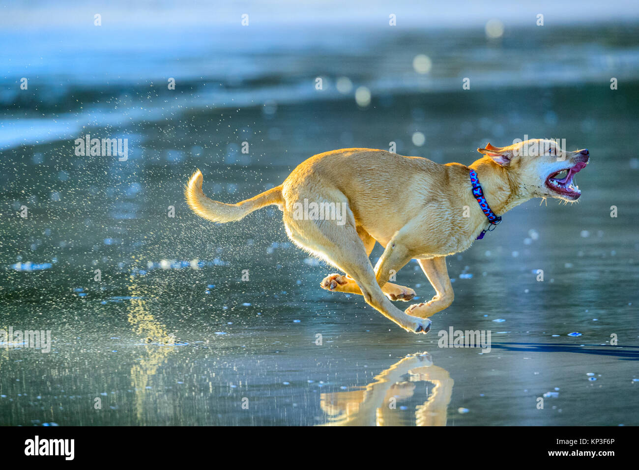 Dog catching ball on shore of Pacific Rim National Park, Canada Stock ...