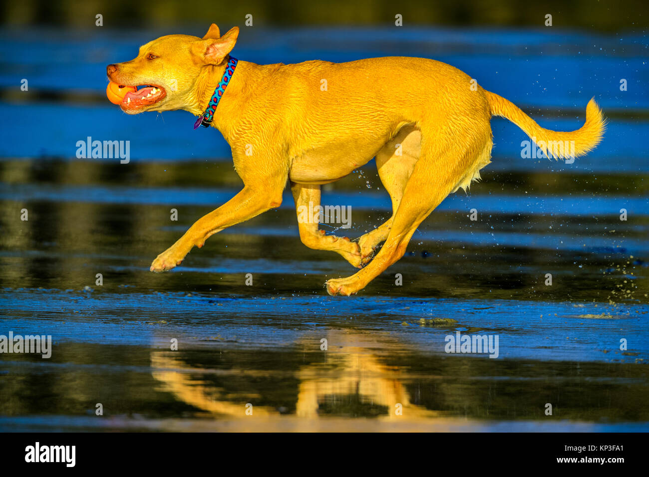 Dog catching ball on shore of Pacific Rim National Park, Canada Stock ...