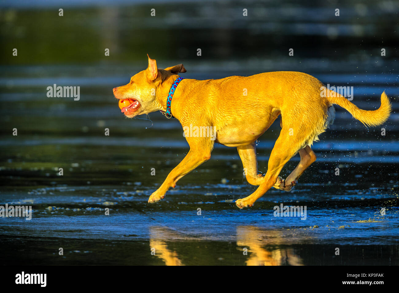 Dog catching ball on shore of Pacific Rim National Park, Canada Stock ...