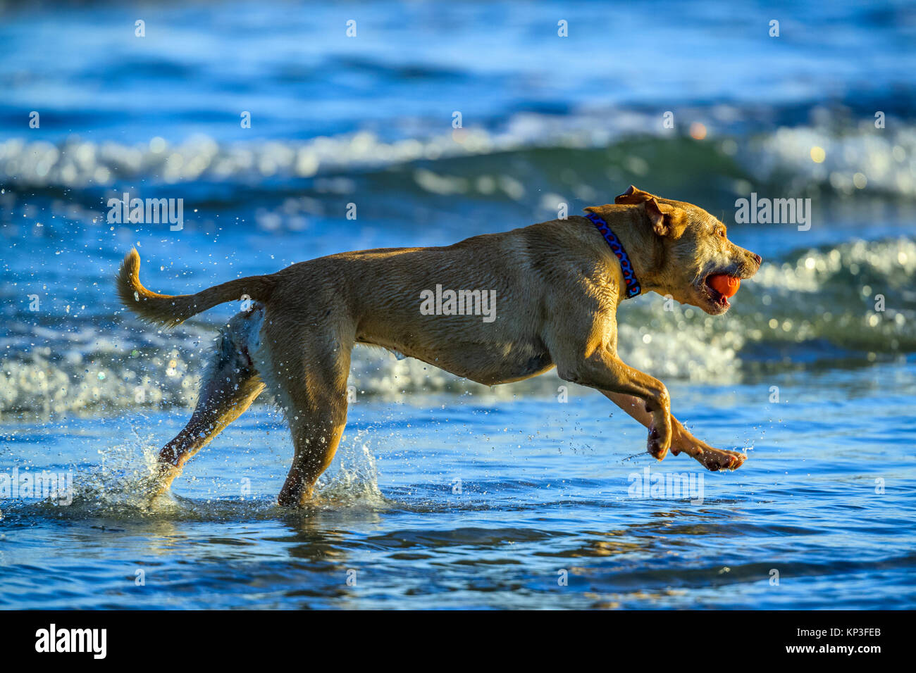 Dog catching ball on shore of Pacific Rim National Park, Canada Stock ...