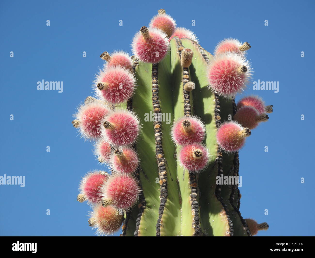 Desert pink flowering cactus Stock Photo - Alamy