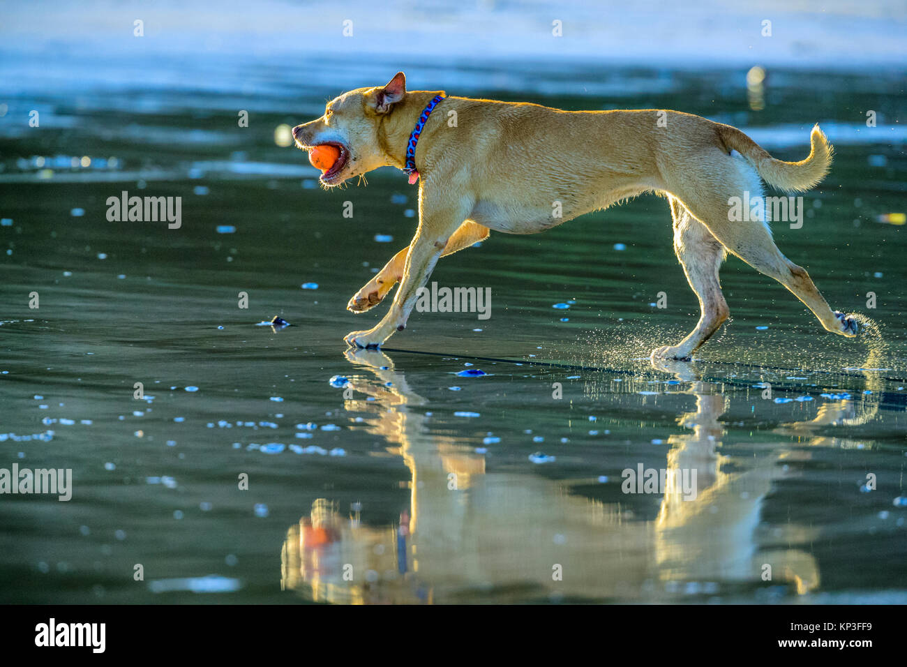 Dog catching ball on shore of Pacific Rim National Park, Canada Stock ...