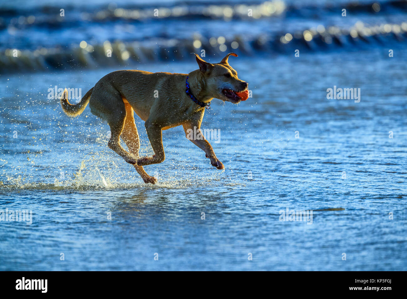 Dog catching ball on shore of Pacific Rim National Park, Canada Stock ...