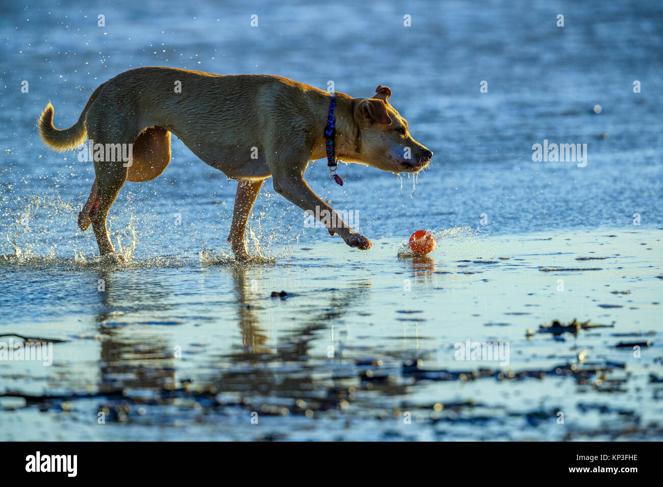 Dog catching ball on shore of Pacific Rim National Park, Canada Stock ...