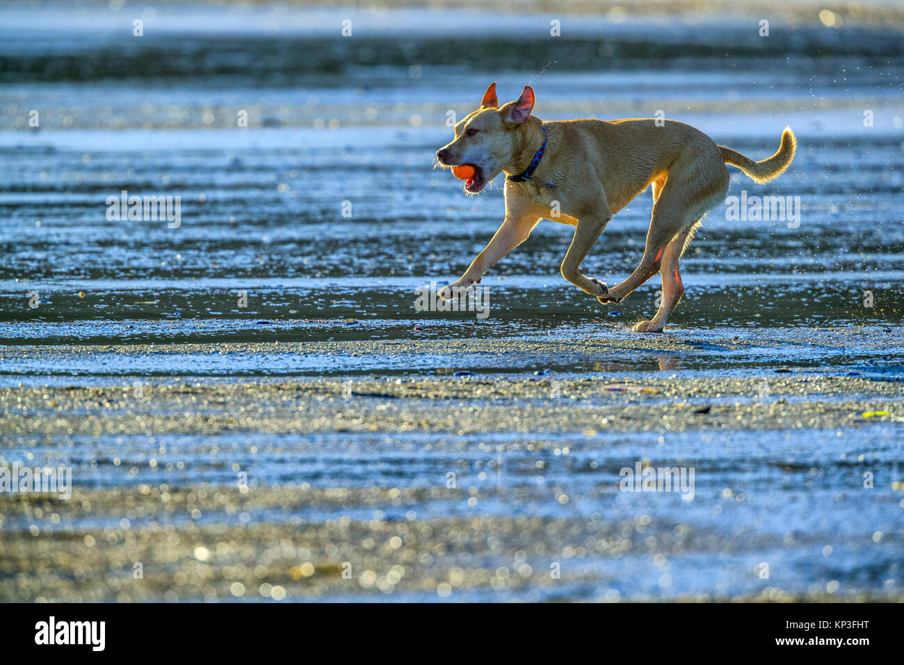 Dog catching ball on shore of Pacific Rim National Park, Canada Stock ...