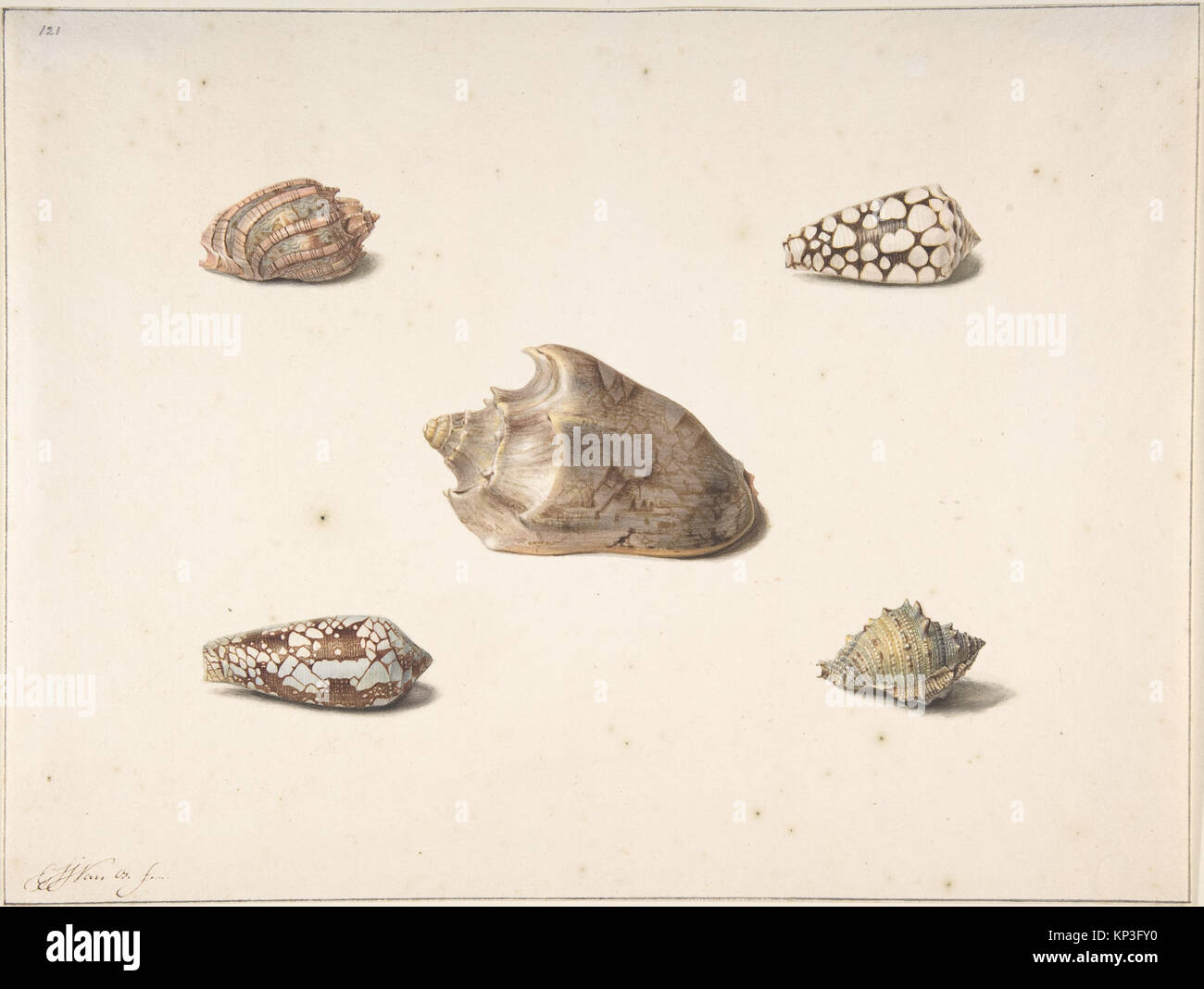 Illustrated depiction of five shells, highlighting shapes, surface ...