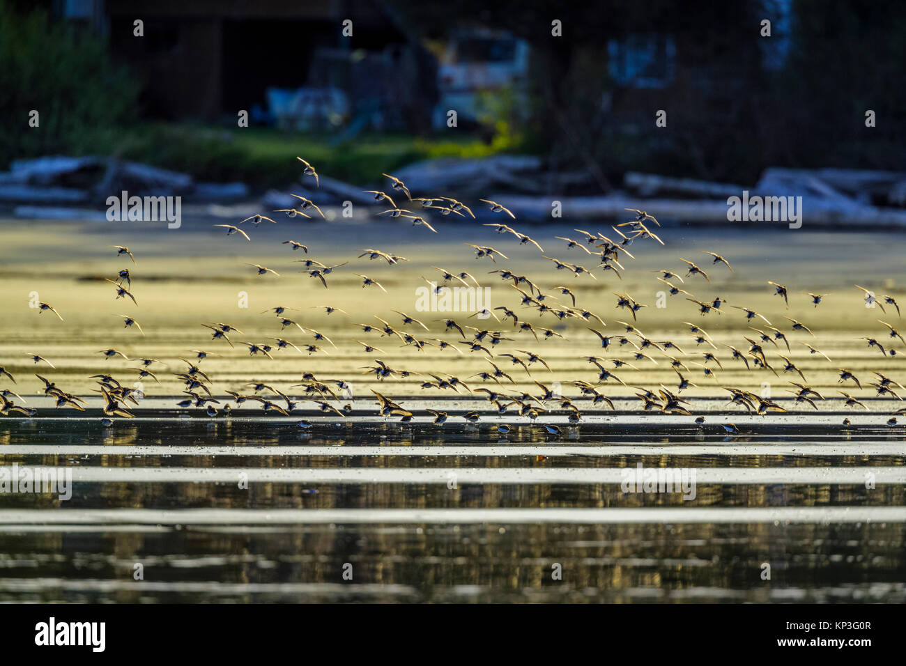 Shore birds along Pacific Rim National Park, Canada Stock Photo - Alamy