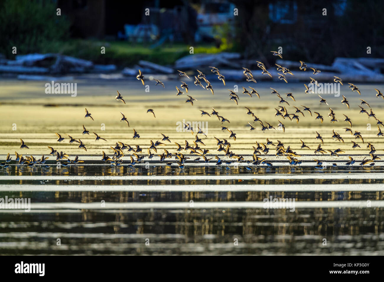 Shore birds along Pacific Rim National Park, Canada Stock Photo - Alamy