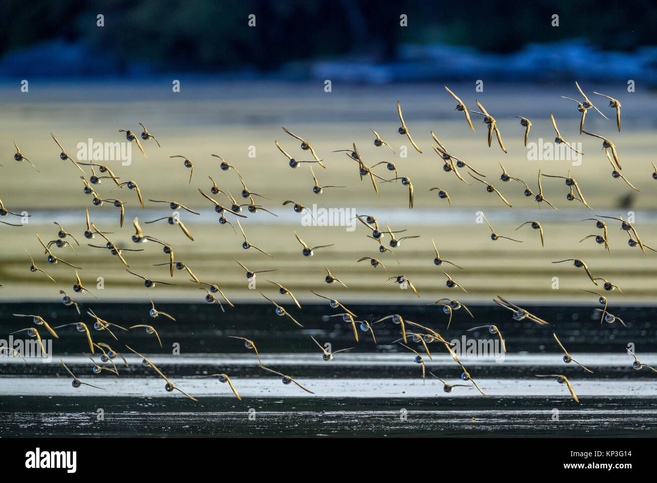 Shore birds along Pacific Rim National Park, Canada Stock Photo - Alamy