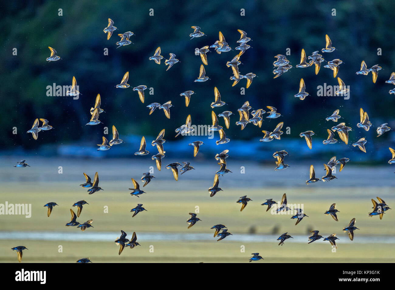 Shore birds along Pacific Rim National Park, Canada Stock Photo - Alamy