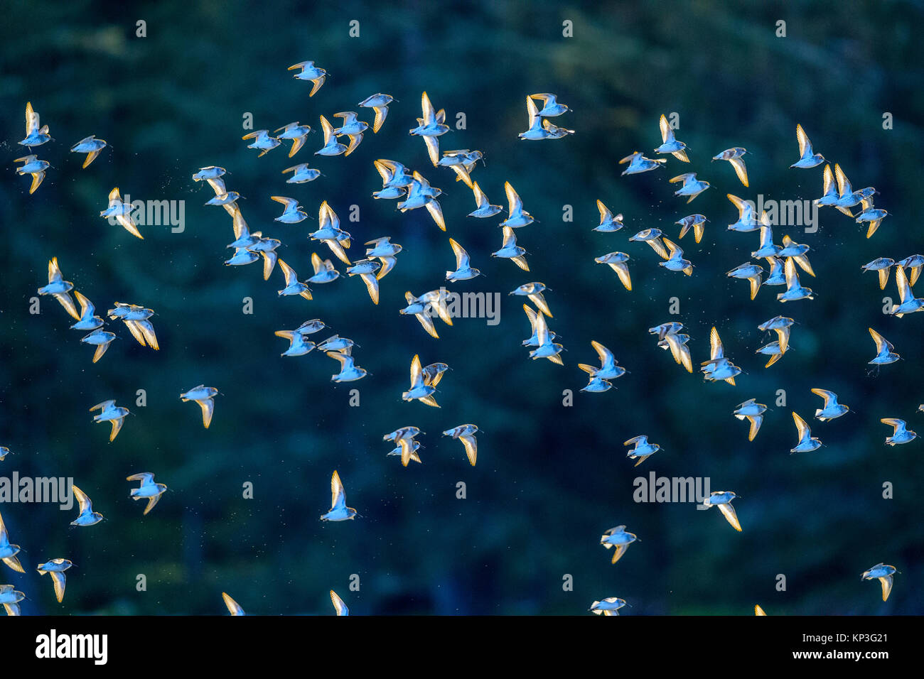 Shore birds along Pacific Rim National Park, Canada Stock Photo - Alamy