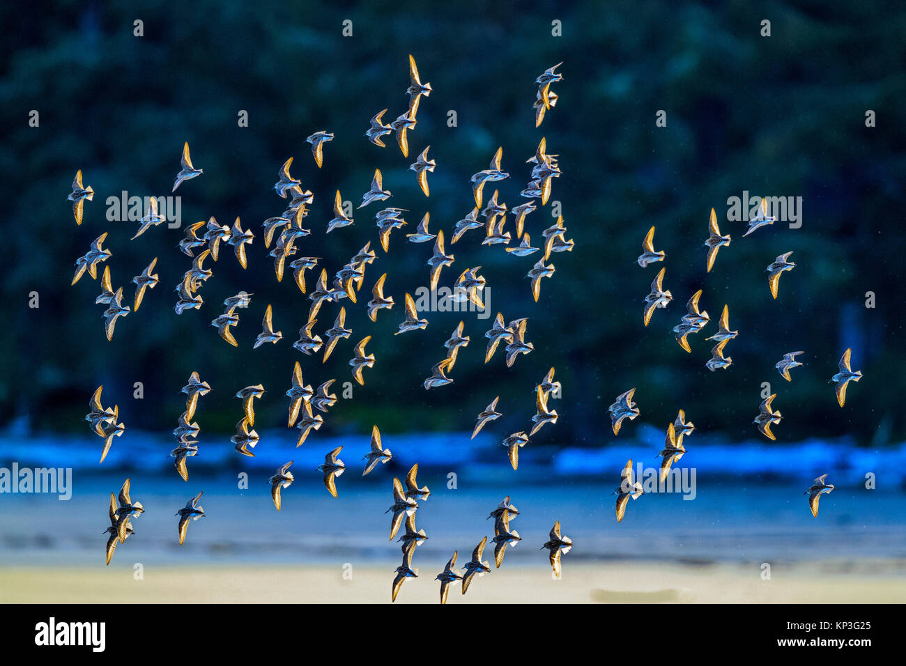 Shore birds along Pacific Rim National Park, Canada Stock Photo - Alamy