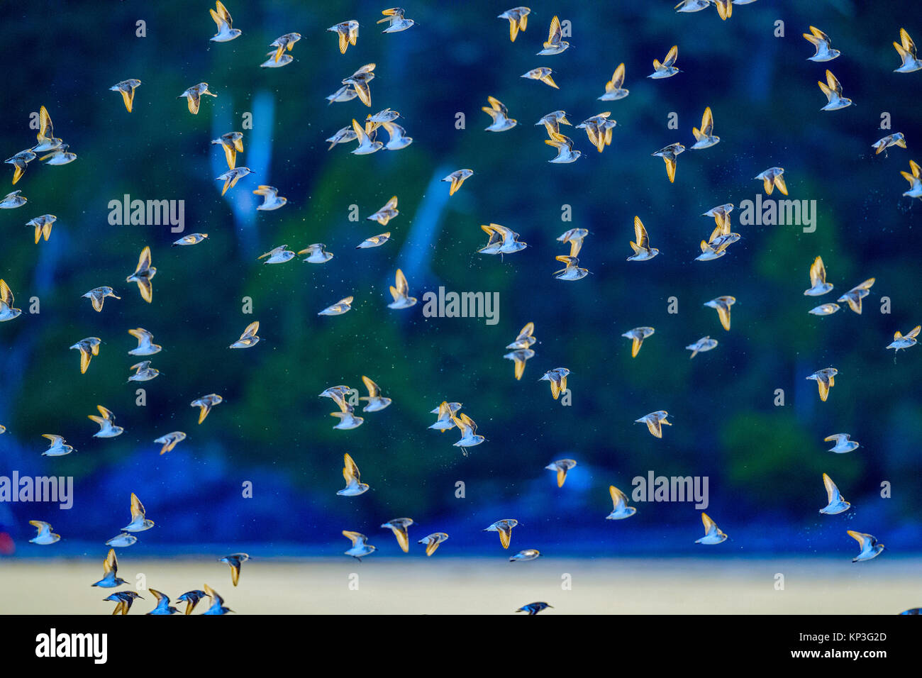 Shore birds along Pacific Rim National Park, Canada Stock Photo - Alamy