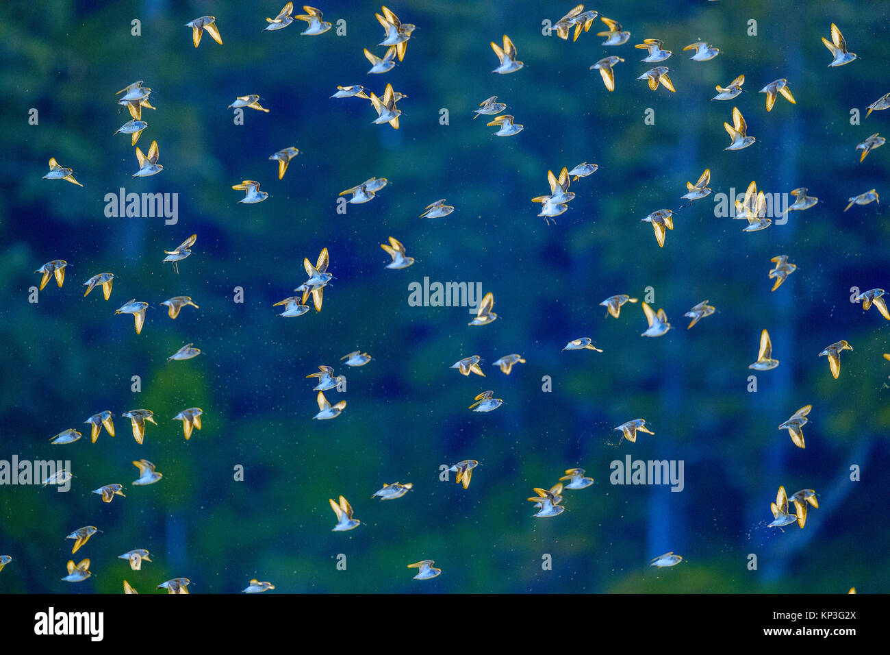 Shore birds along Pacific Rim National Park, Canada Stock Photo - Alamy