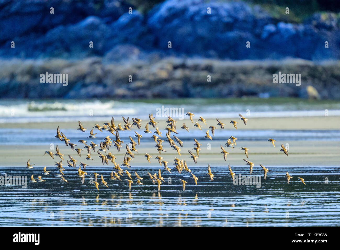 Shore birds along Pacific Rim National Park, Canada Stock Photo - Alamy