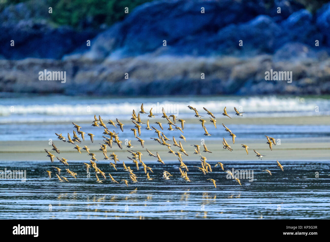 Shore birds along Pacific Rim National Park, Canada Stock Photo - Alamy