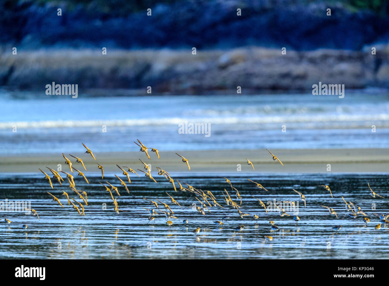 Shore birds along Pacific Rim National Park, Canada Stock Photo - Alamy