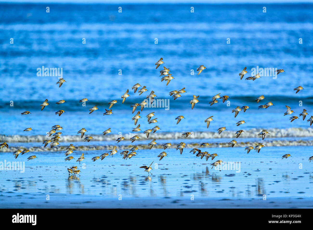 Shore birds along Pacific Rim National Park, Canada Stock Photo - Alamy