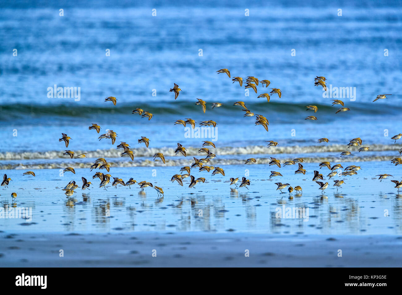Shore birds along Pacific Rim National Park, Canada Stock Photo - Alamy