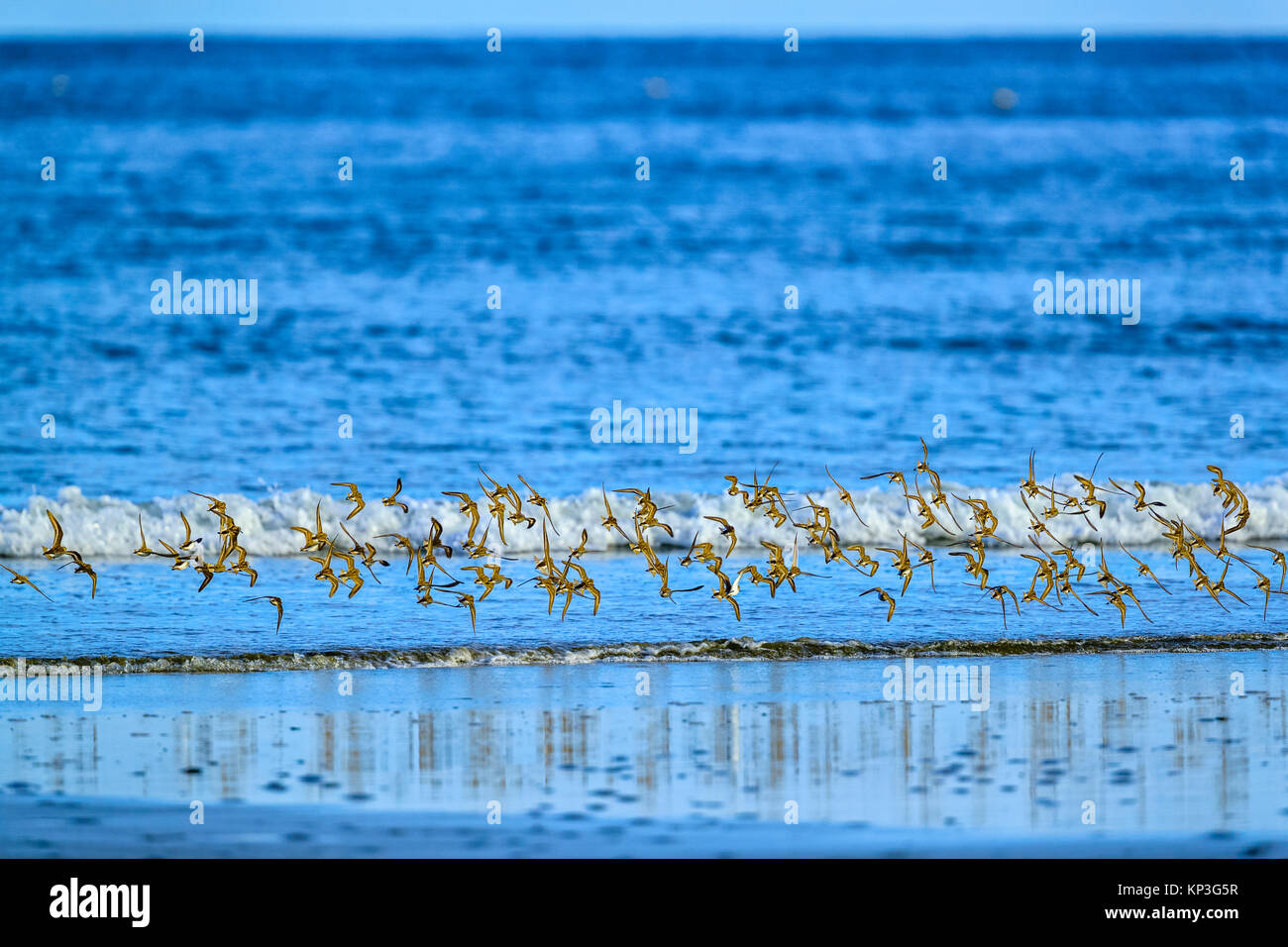 Shore birds along Pacific Rim National Park, Canada Stock Photo - Alamy