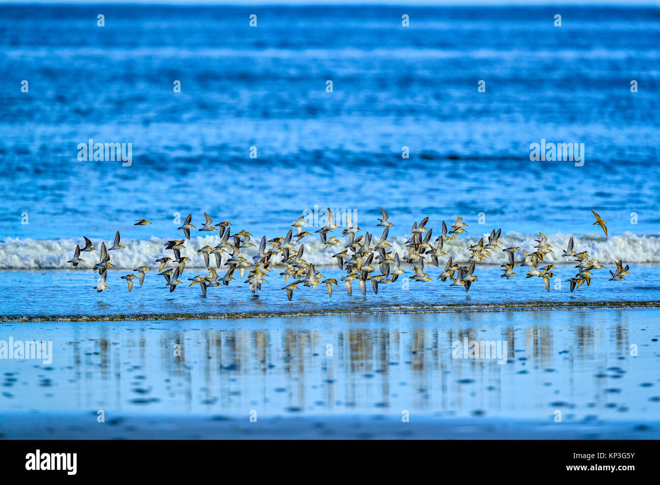 Shore birds along Pacific Rim National Park, Canada Stock Photo - Alamy