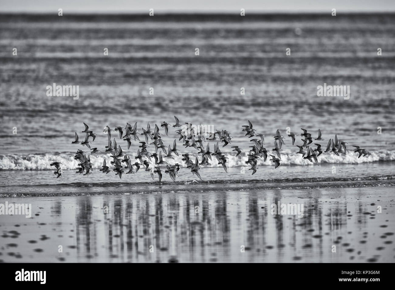 Shore birds along Pacific Rim National Park, Canada Stock Photo - Alamy