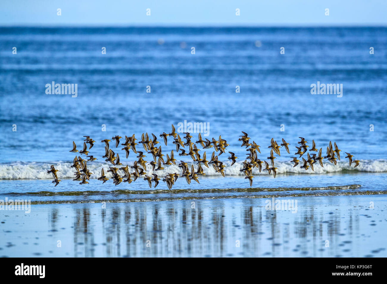 Shore birds along Pacific Rim National Park, Canada Stock Photo - Alamy