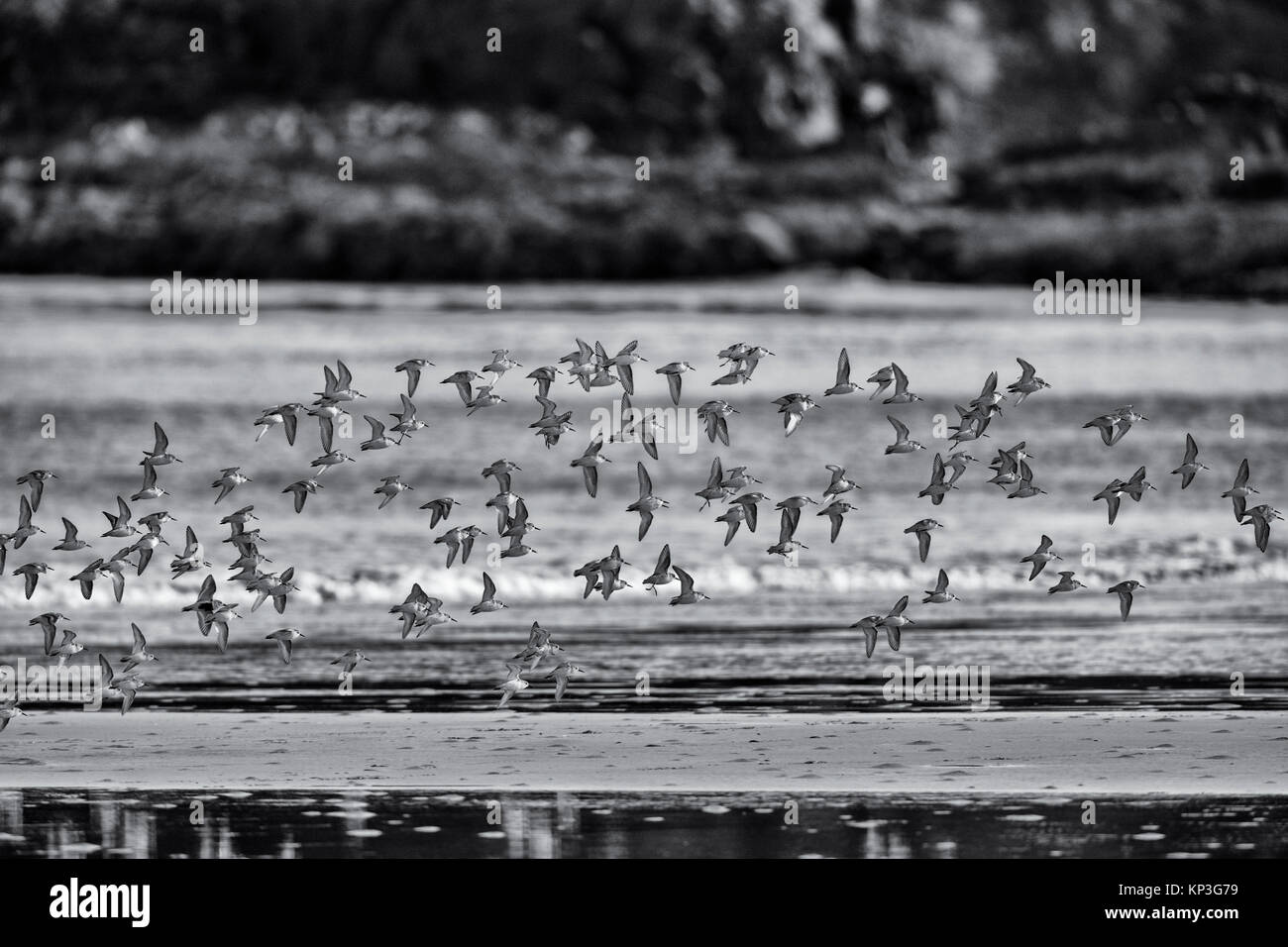 Shore birds along Pacific Rim National Park, Canada Stock Photo - Alamy