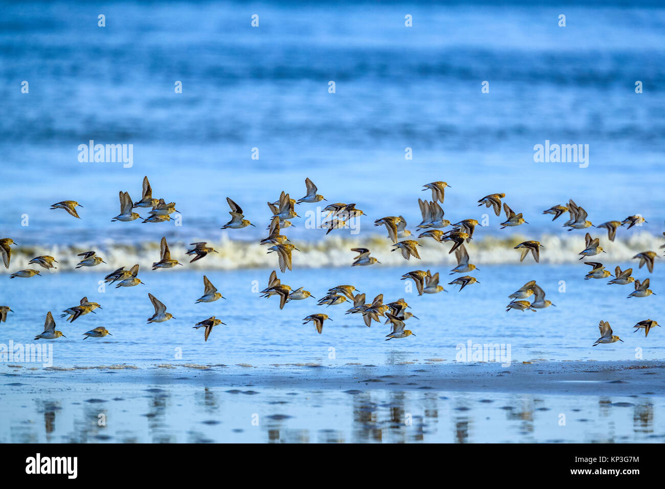 Shore birds along Pacific Rim National Park, Canada Stock Photo - Alamy