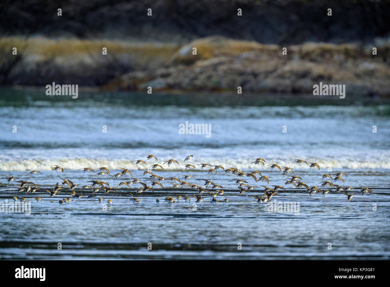 Shore birds along Pacific Rim National Park, Canada Stock Photo - Alamy