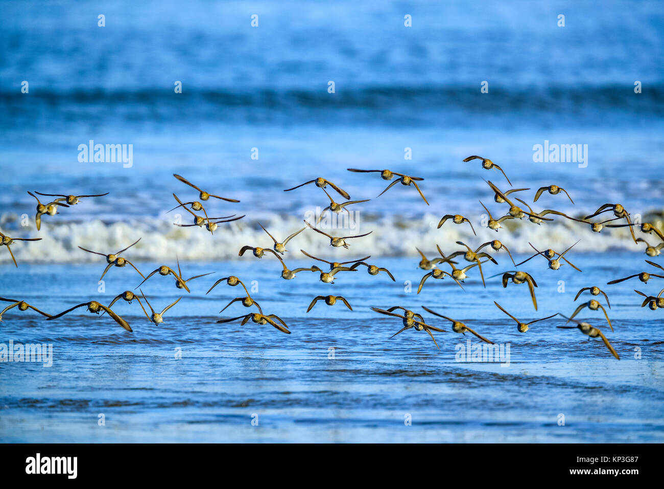 Shore birds along Pacific Rim National Park, Canada Stock Photo - Alamy
