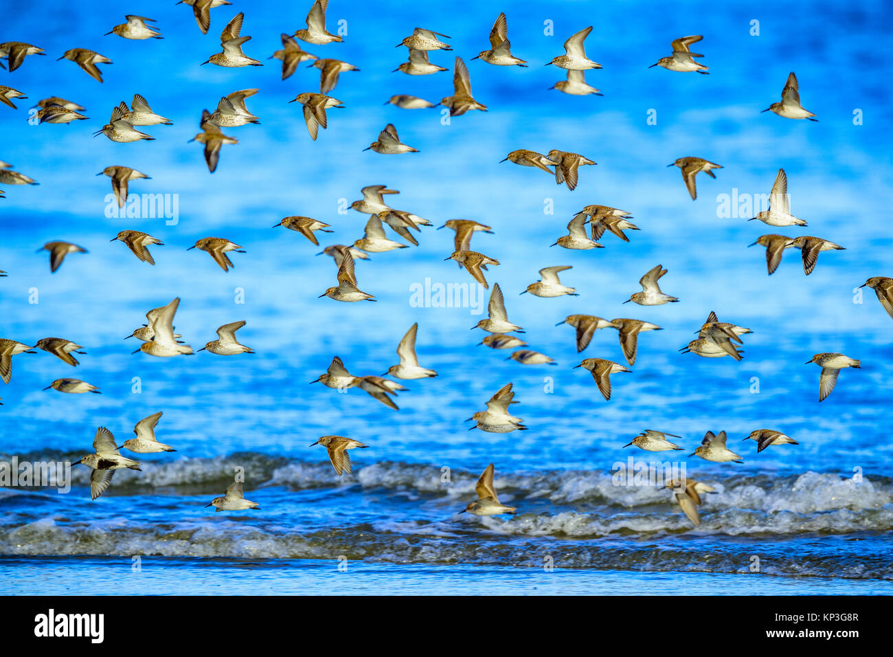 Shore birds along Pacific Rim National Park, Canada Stock Photo - Alamy