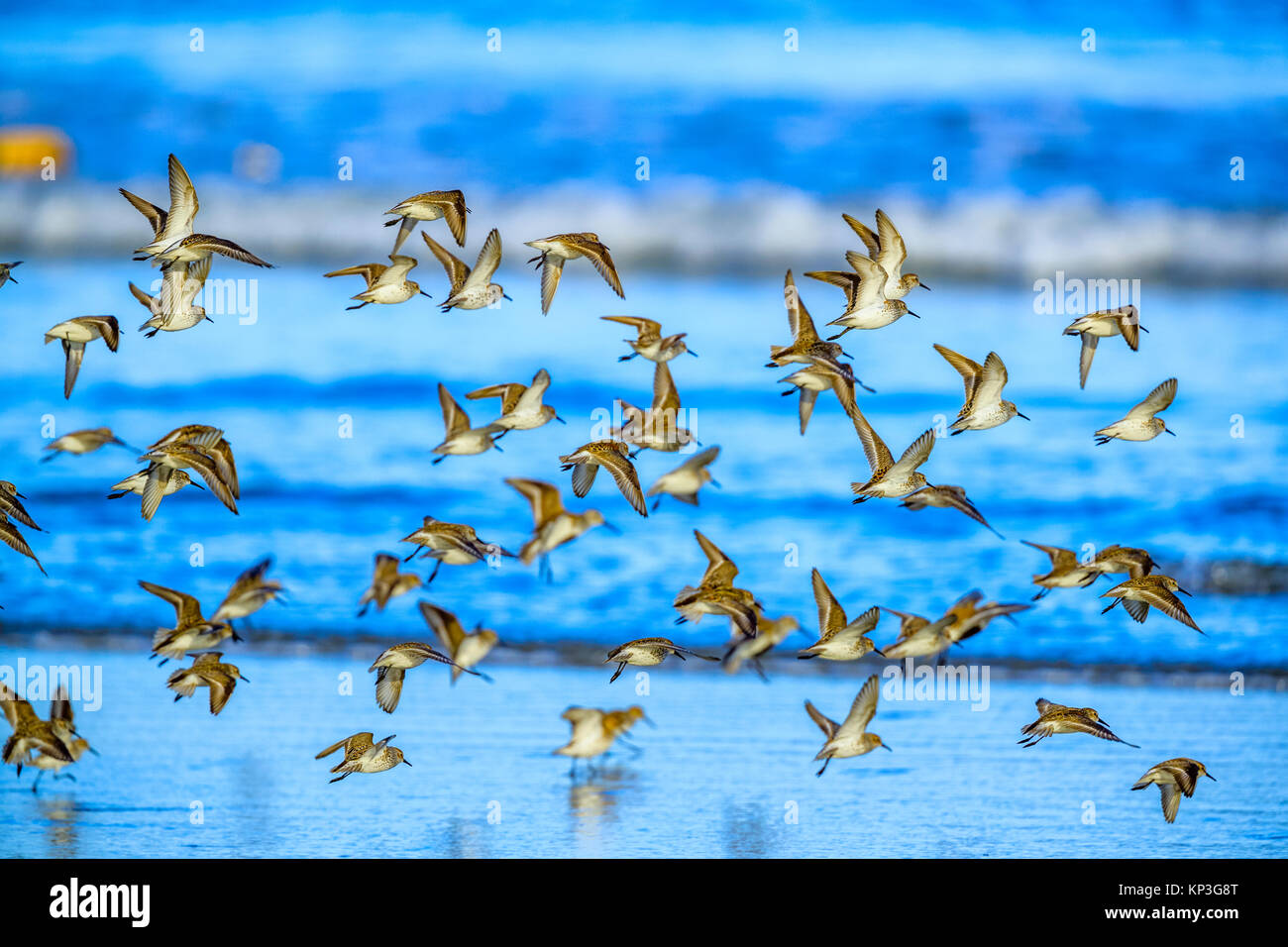 Shore birds along Pacific Rim National Park, Canada Stock Photo - Alamy