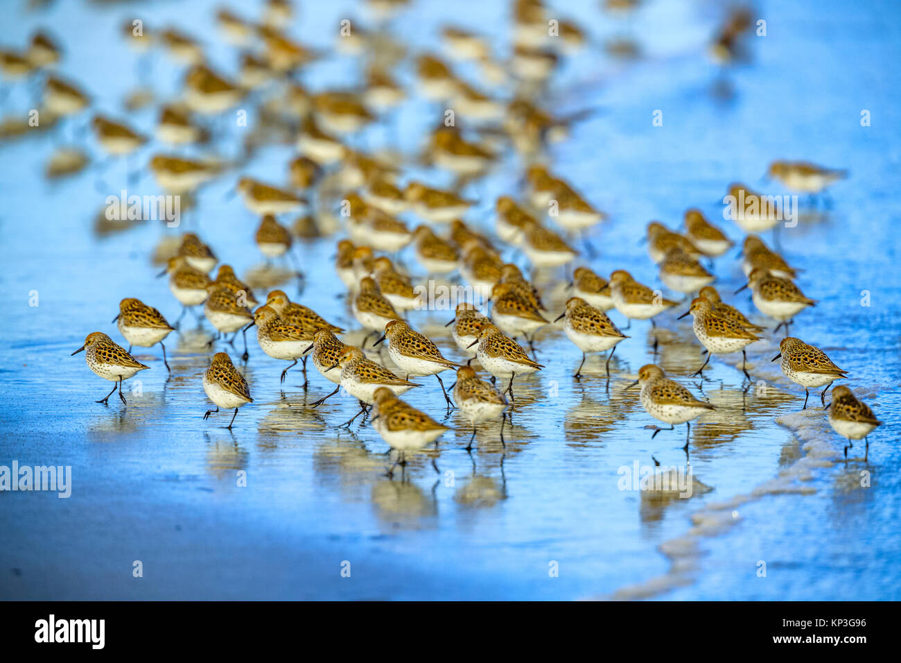 Shore birds along Pacific Rim National Park, Canada Stock Photo - Alamy