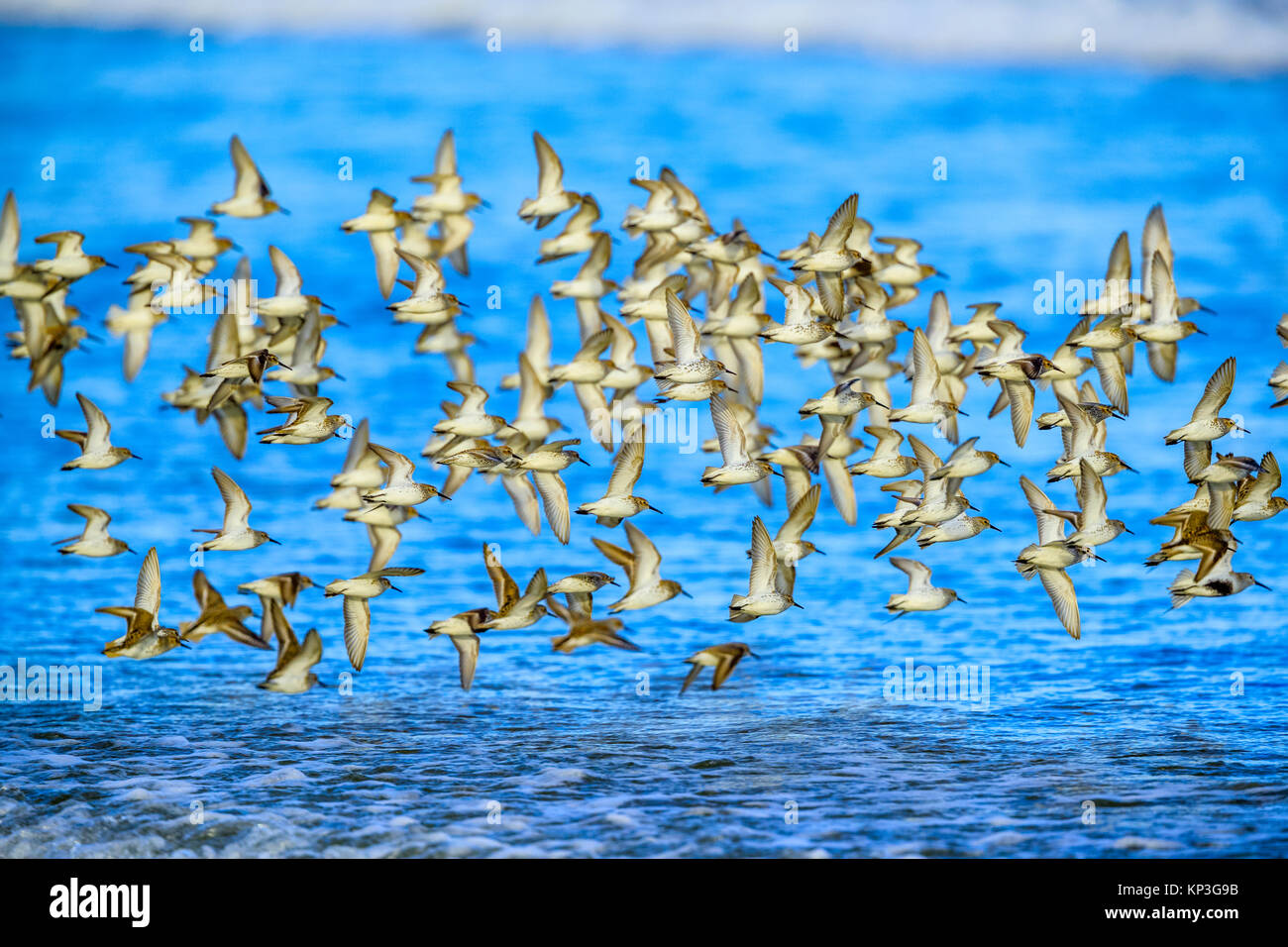 Shore birds along Pacific Rim National Park, Canada Stock Photo - Alamy