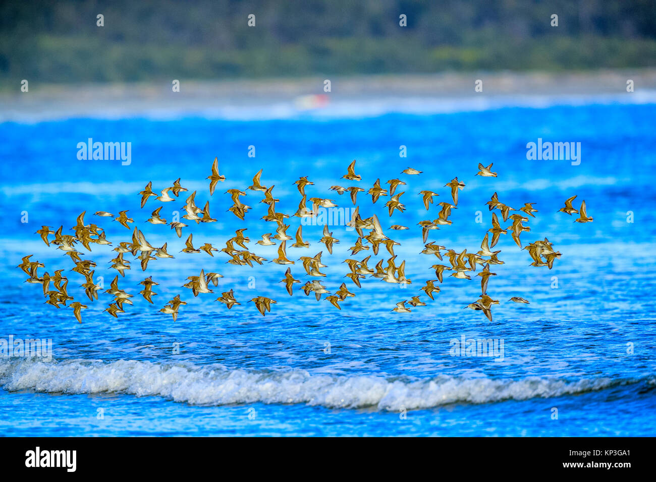 Shore birds along Pacific Rim National Park, Canada Stock Photo - Alamy