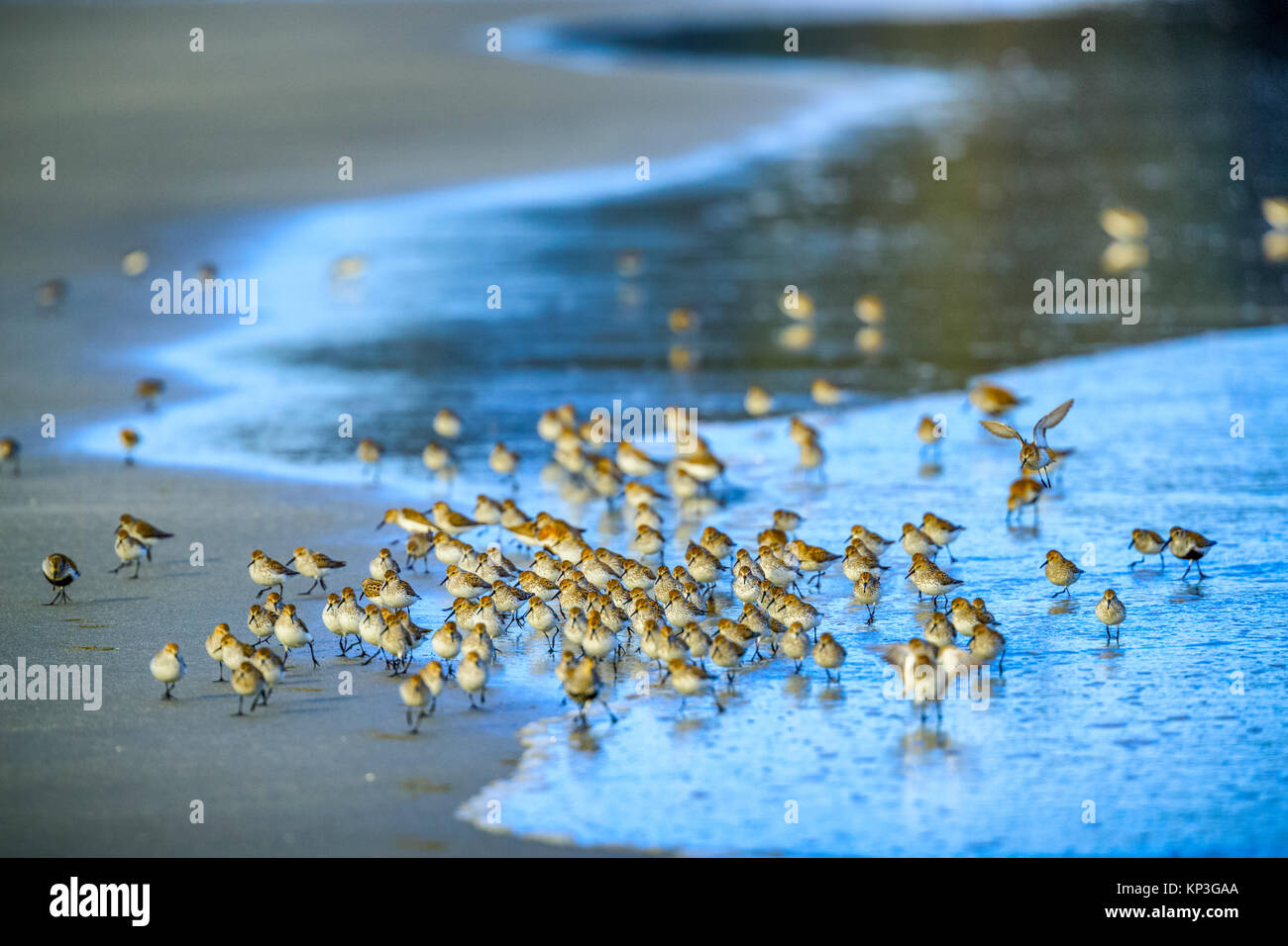 Shore birds along Pacific Rim National Park, Canada Stock Photo - Alamy