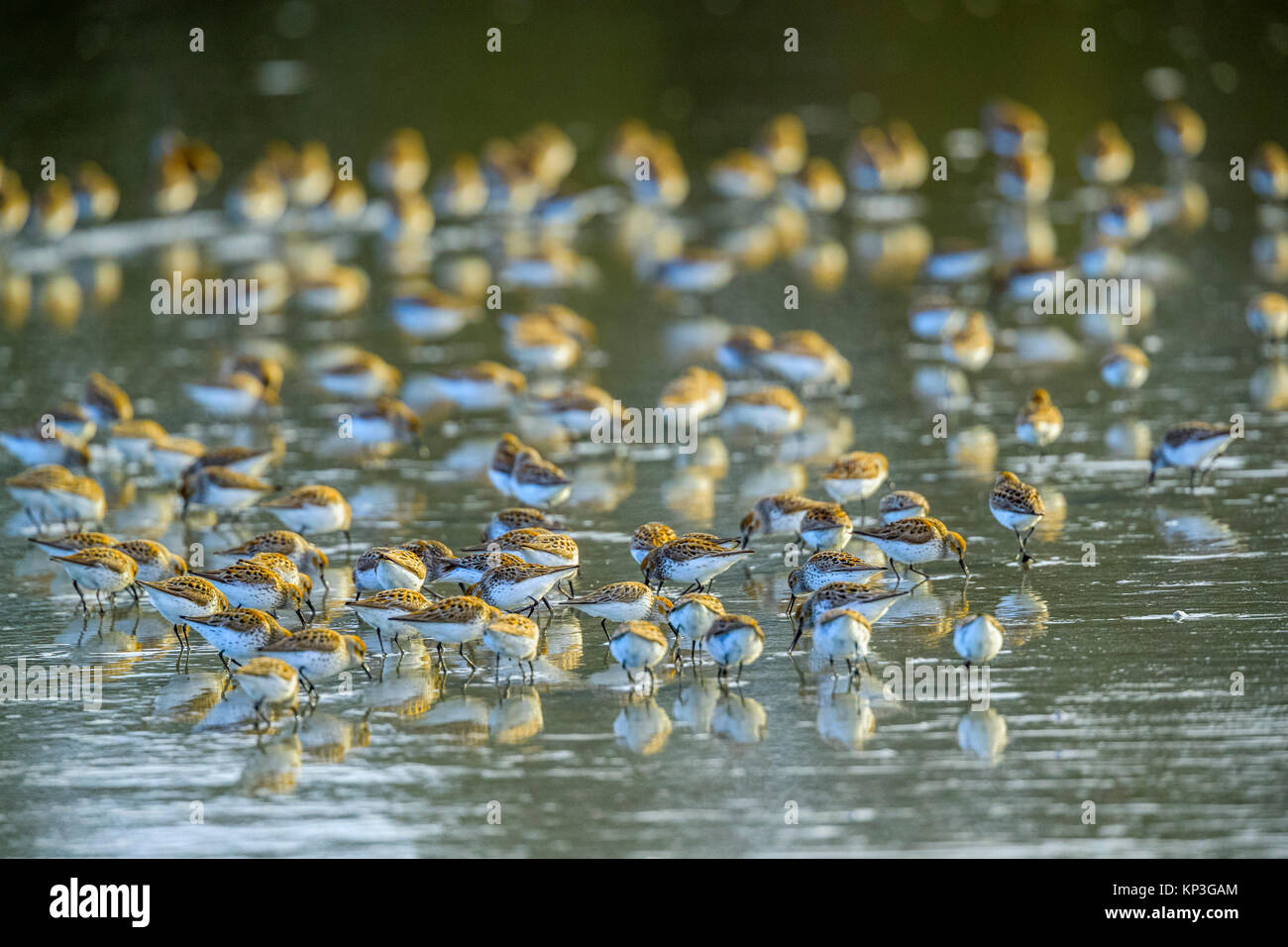 Shore birds along Pacific Rim National Park, Canada Stock Photo - Alamy