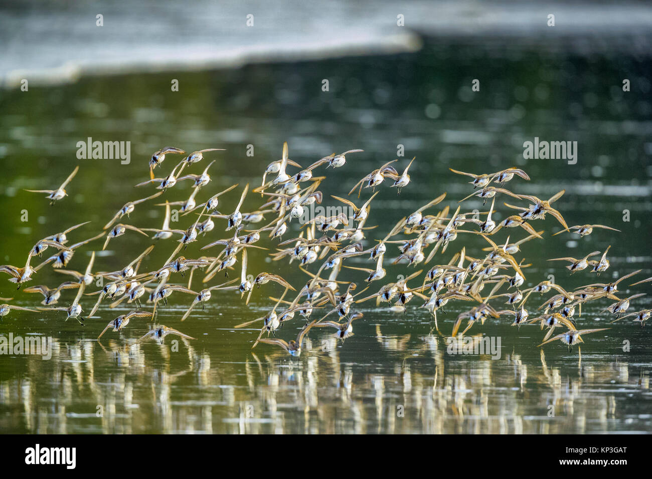 Shore birds along Pacific Rim National Park, Canada Stock Photo - Alamy