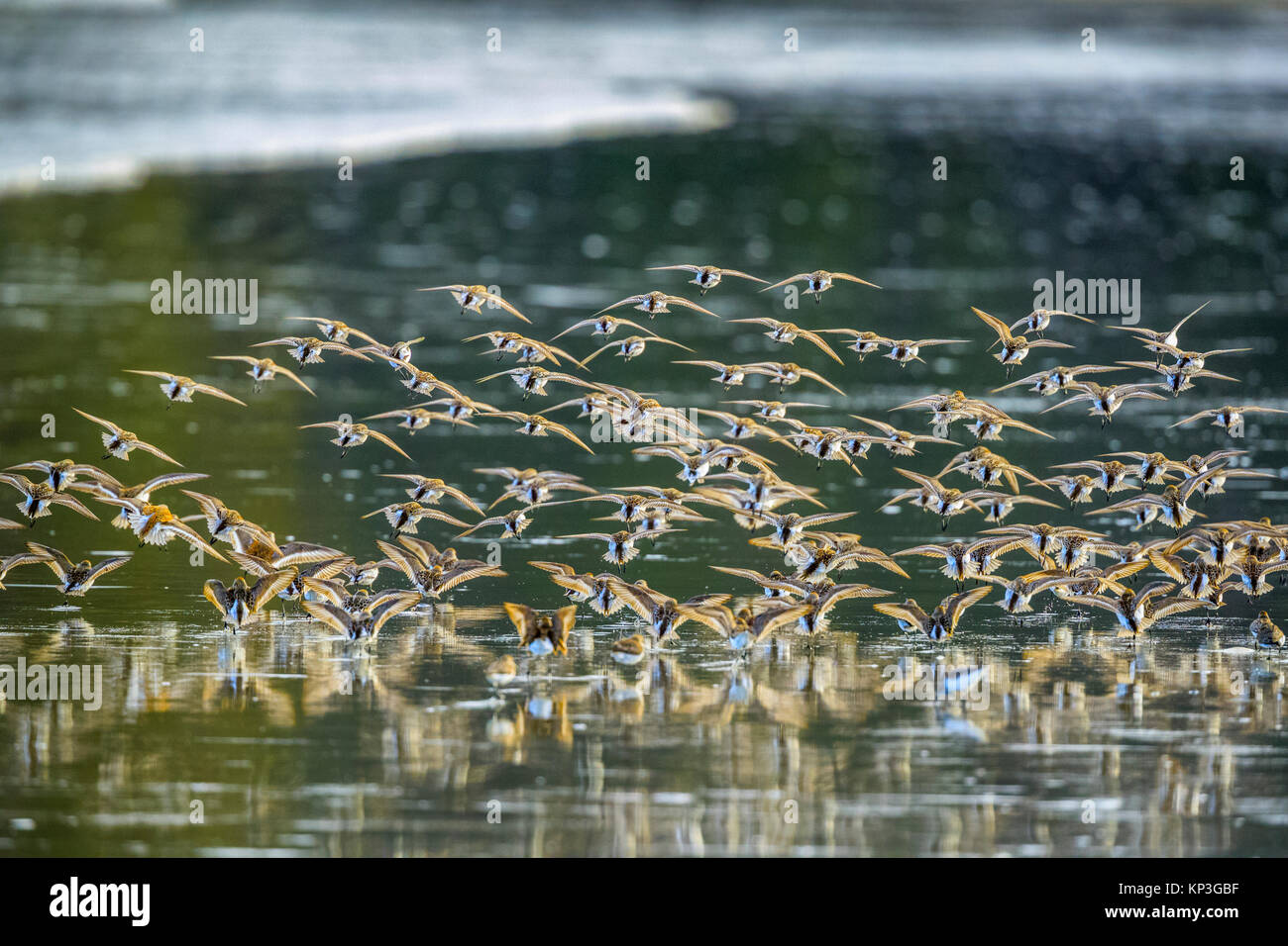 Shore birds along Pacific Rim National Park, Canada Stock Photo - Alamy