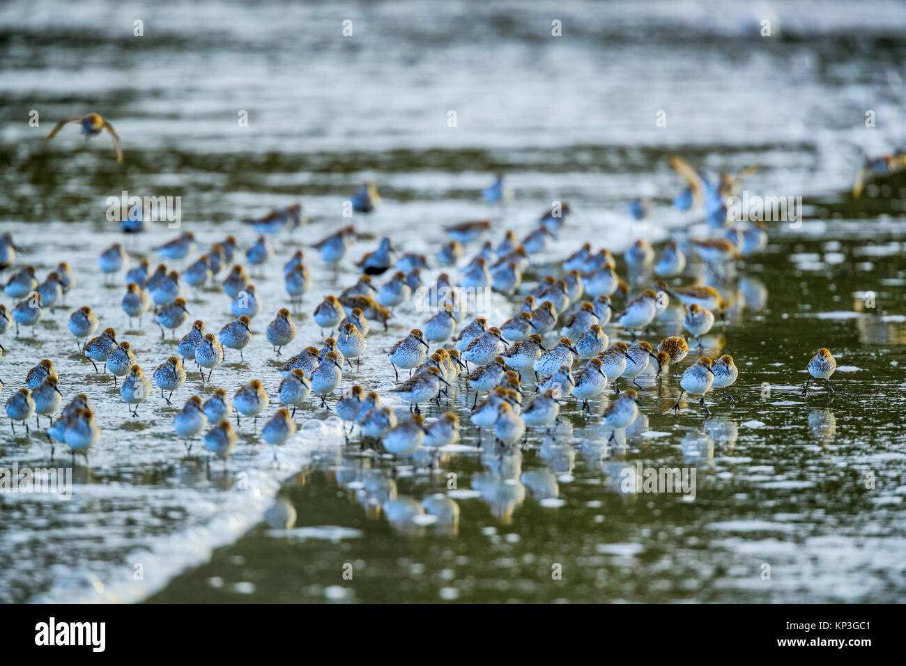 Shore birds along Pacific Rim National Park, Canada Stock Photo - Alamy