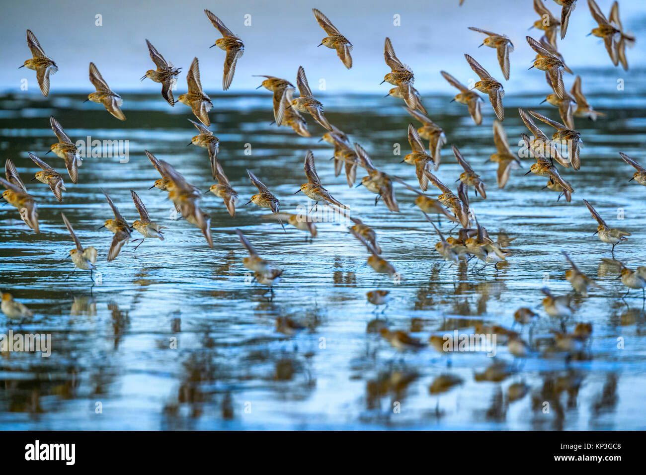 Shore birds along Pacific Rim National Park, Canada Stock Photo - Alamy